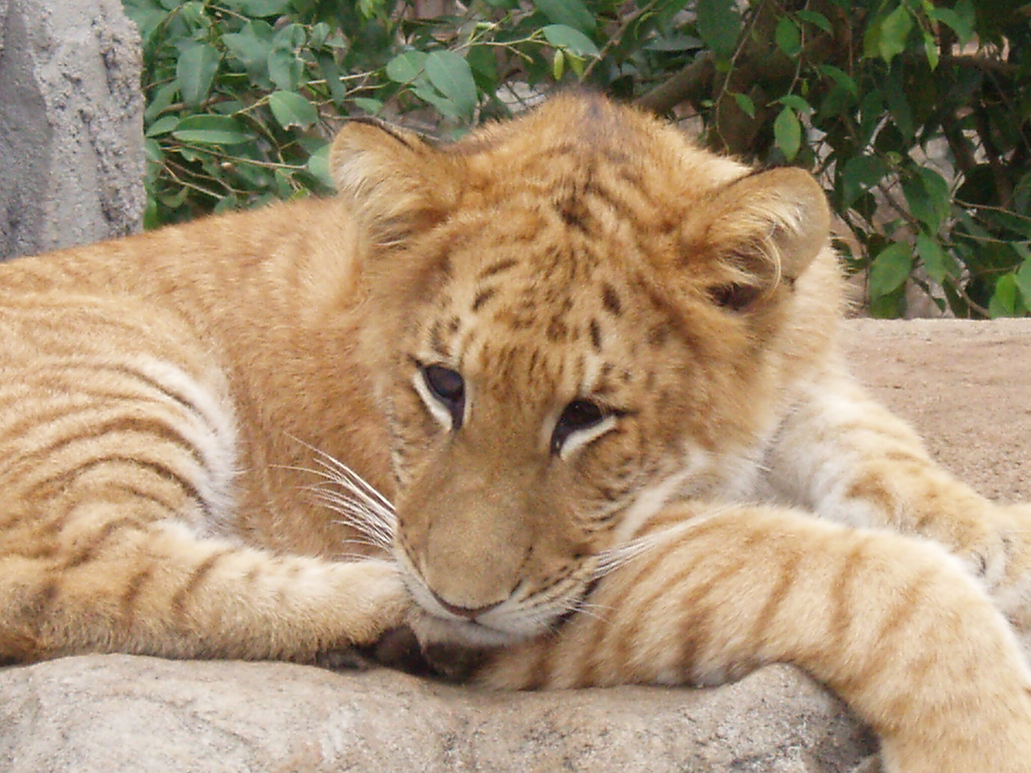 Funny Tigon Jokes - Ligers and Tigons