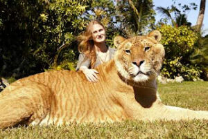 Tigons: A Scientific Overview of the Lion–Tiger Hybrid Born in Reverse ...